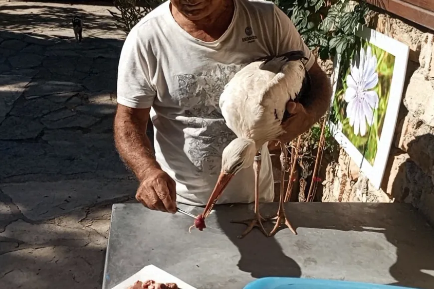 Bulgaristan’dan gelen leylek Kuşadası’nda zorunlu mola verdi - Anter Haber